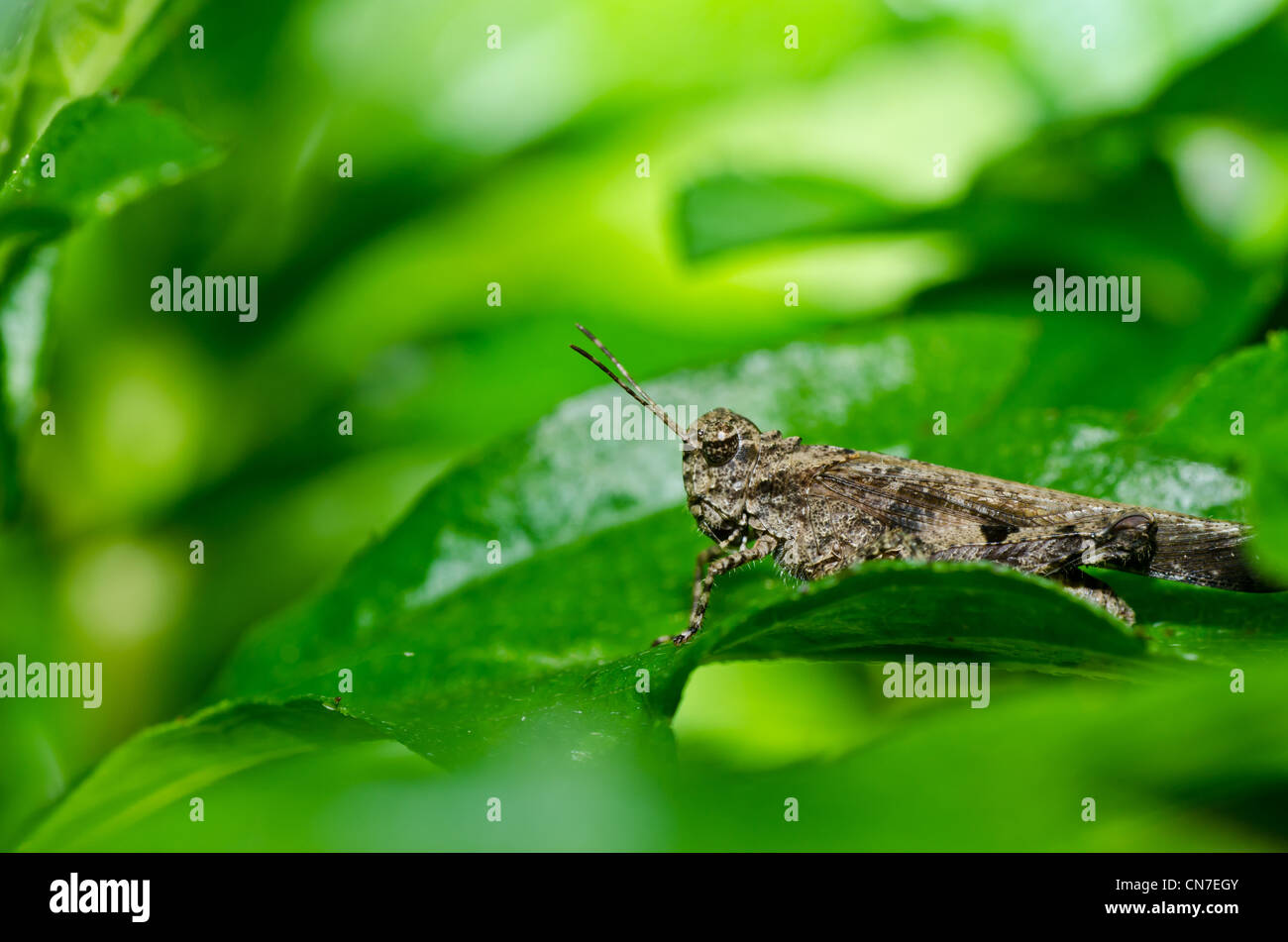 Grasshopper In The Garden High Resolution Stock Photography and Images ...