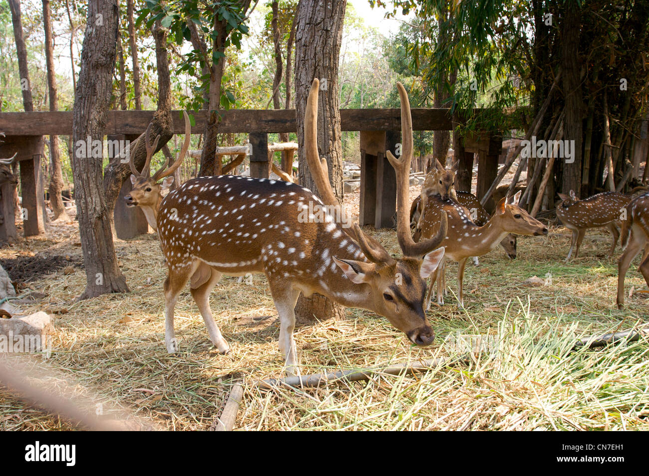 mandarin deer standing, watching, chiang mai,Thailand Stock Photo - Alamy
