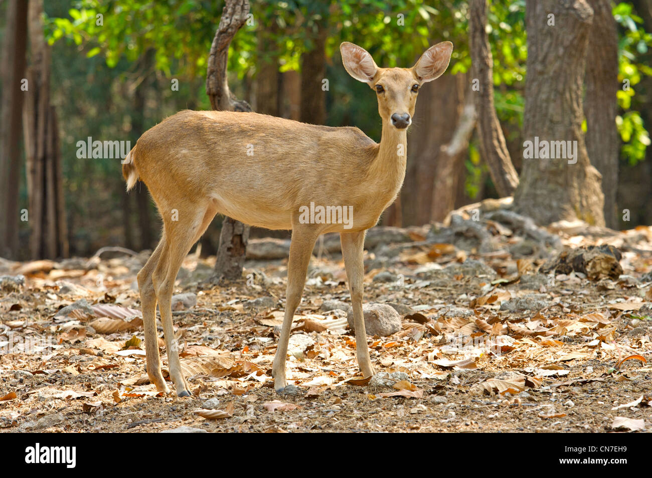deer standing, watching, chiang mai,Thailand Stock Photo - Alamy