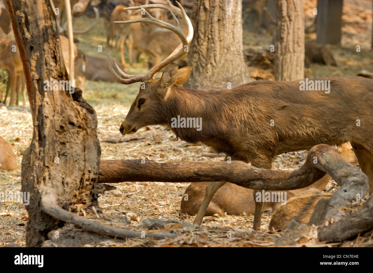 Running deer hi-res stock photography and images - Alamy