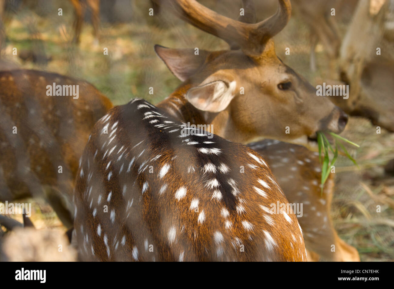 Deer eating grass hi-res stock photography and images - Alamy