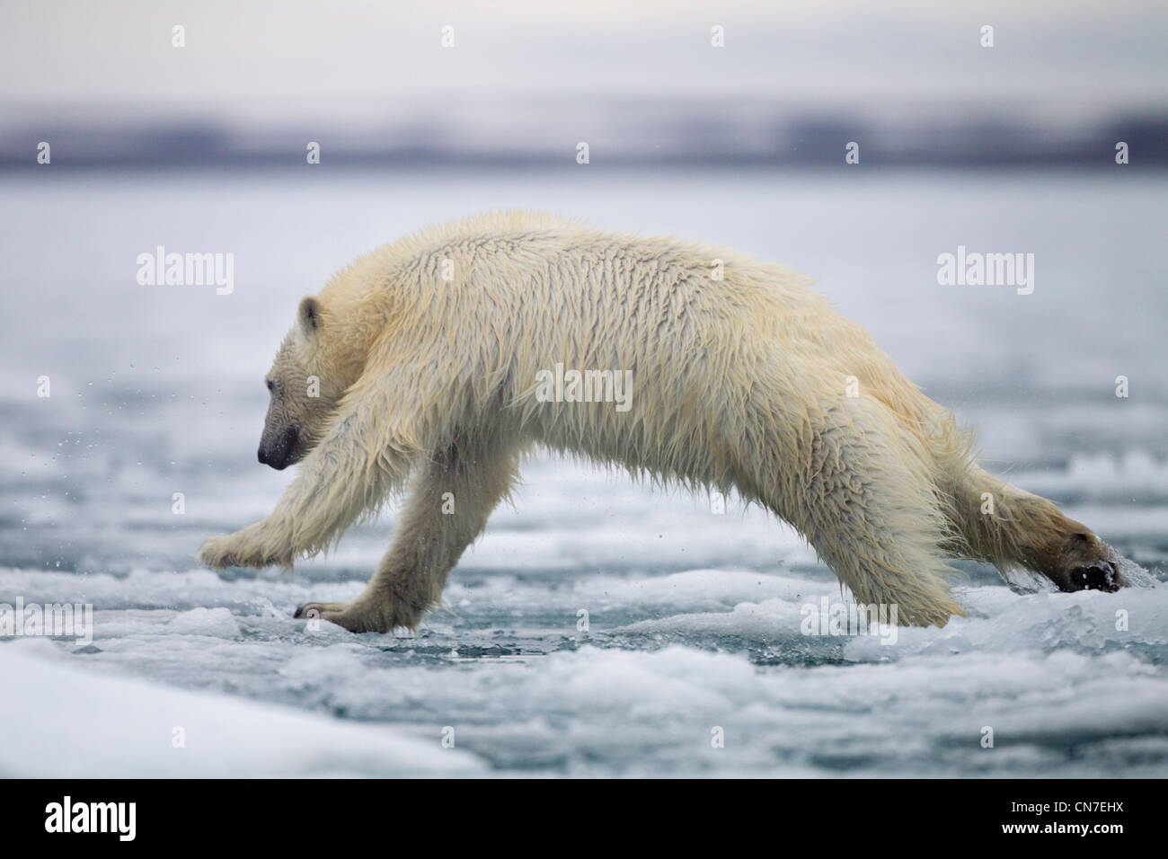 Leaping bear hi-res stock photography and images - Alamy