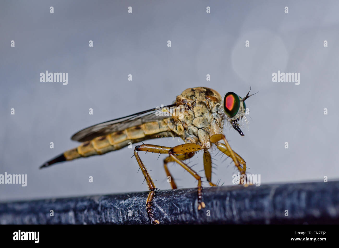 Robberfly in green nature or in the garden Stock Photo - Alamy