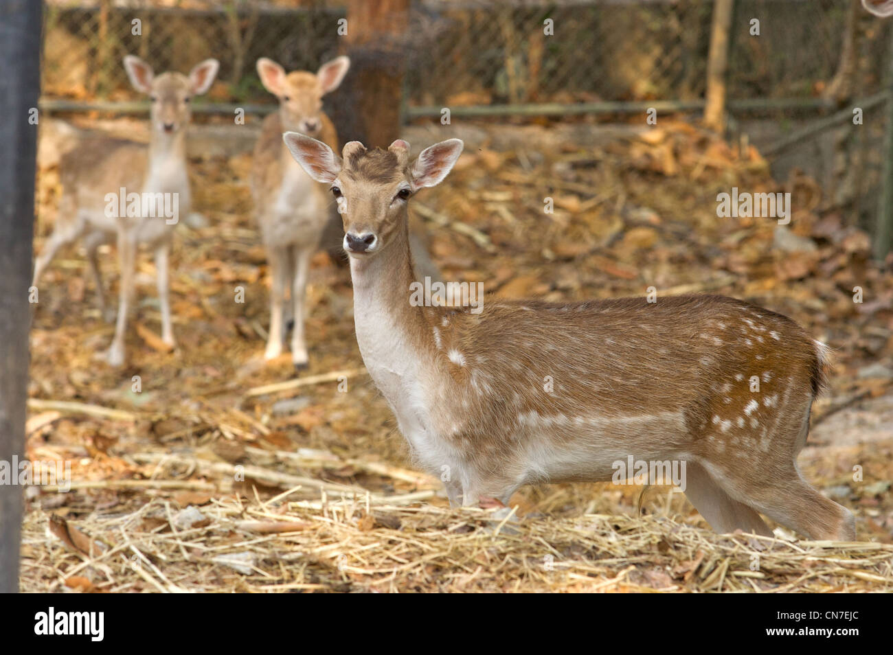 mandarin deer, watching,chiang mai zoo,Thailand Stock Photo - Alamy
