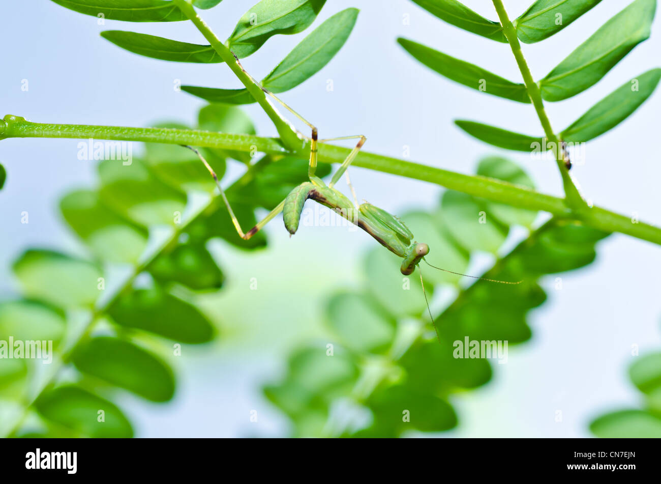 mantis in green nature or in garden Stock Photo - Alamy