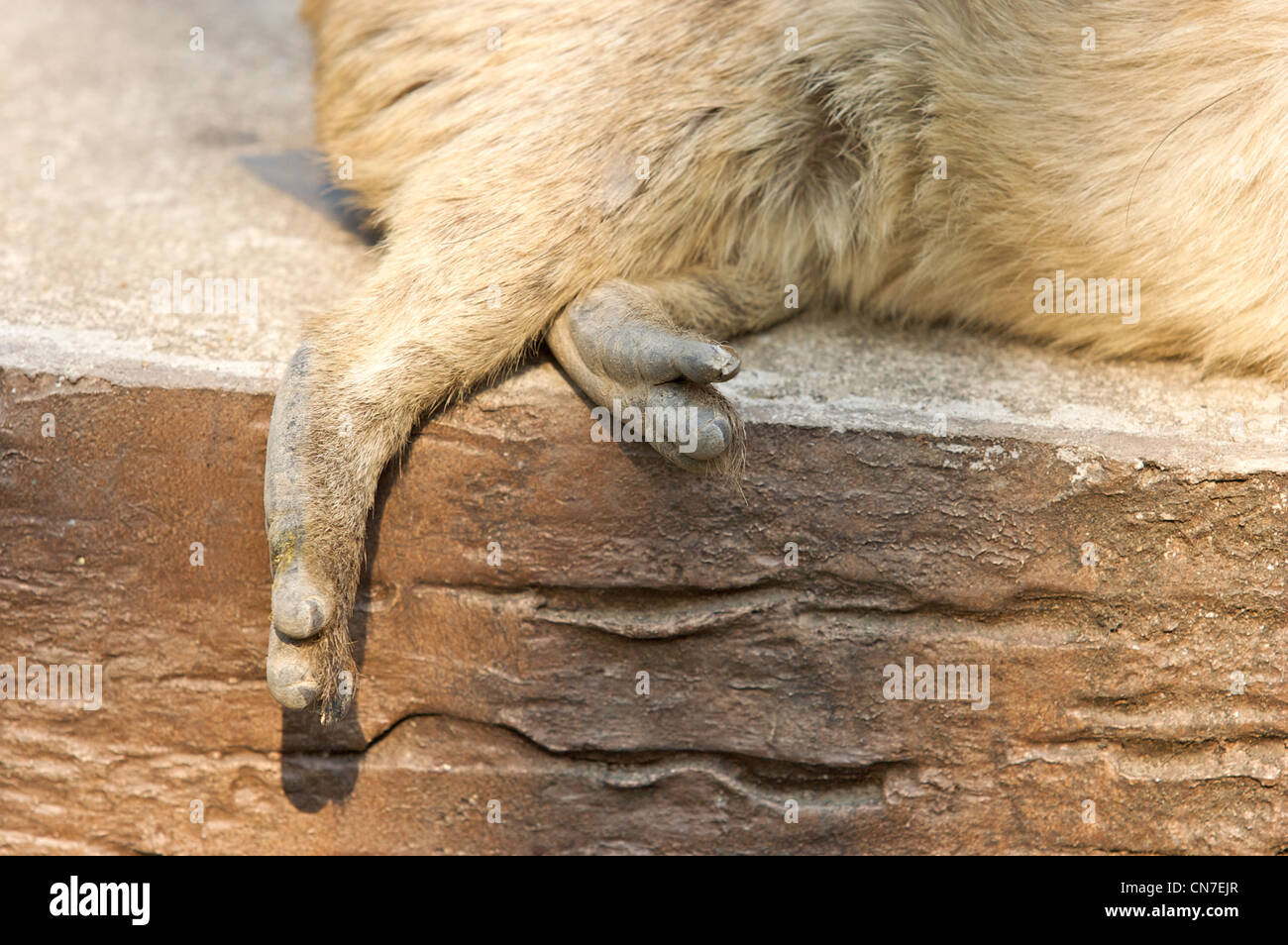 feet,The Rock Hyrax (Procavia capensis), or Cape Hyrax,order Hyracoidea ...