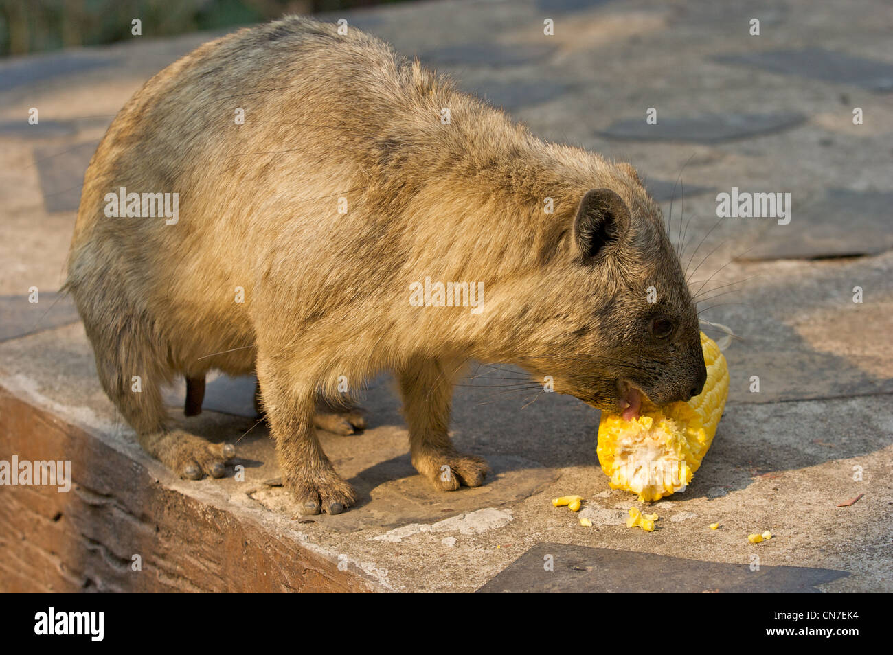 The Rock Hyrax (Procavia capensis), or Cape Hyrax,order Hyracoidea, new ...