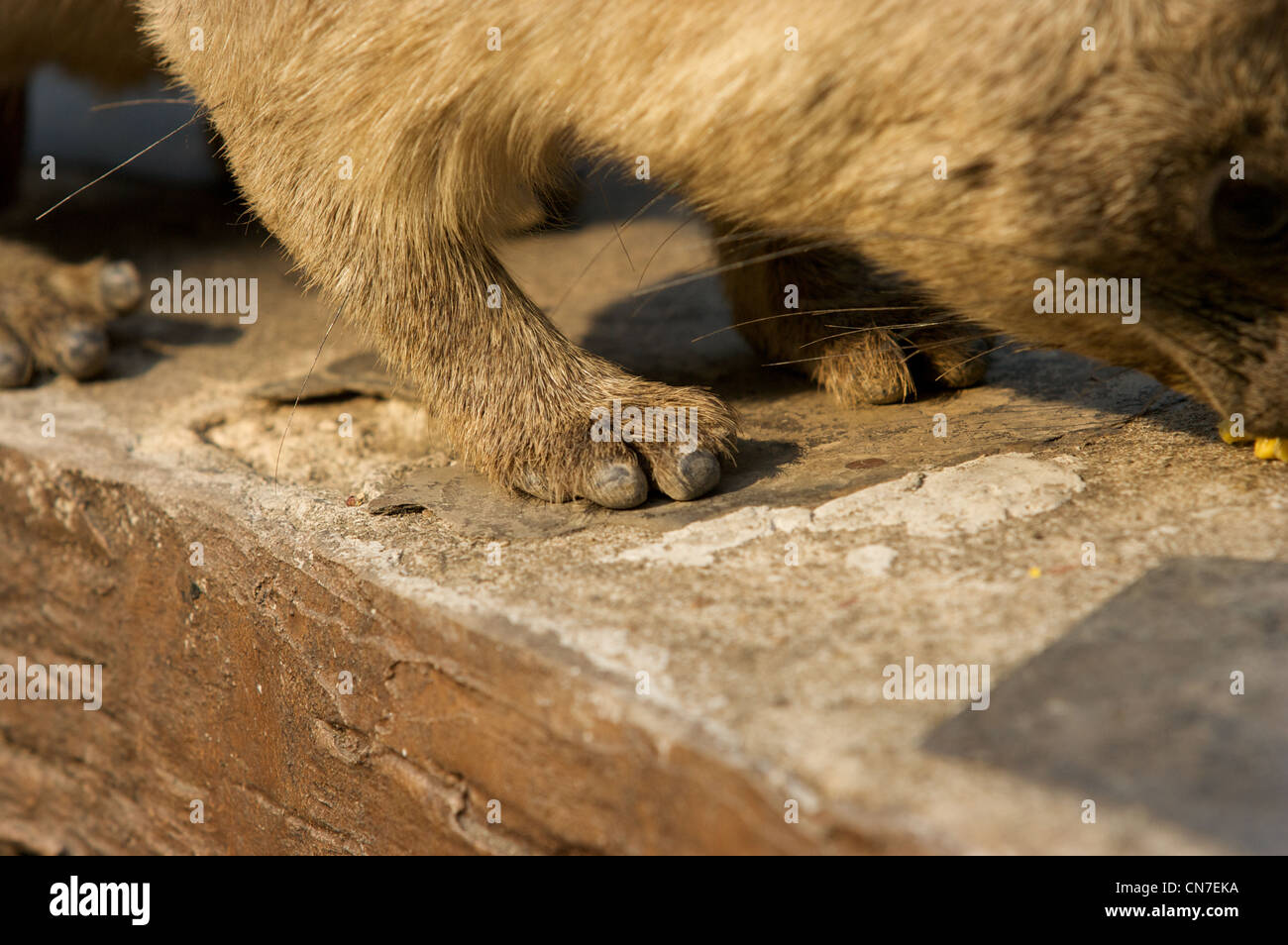 Rock hyrax zoo hi-res stock photography and images - Alamy