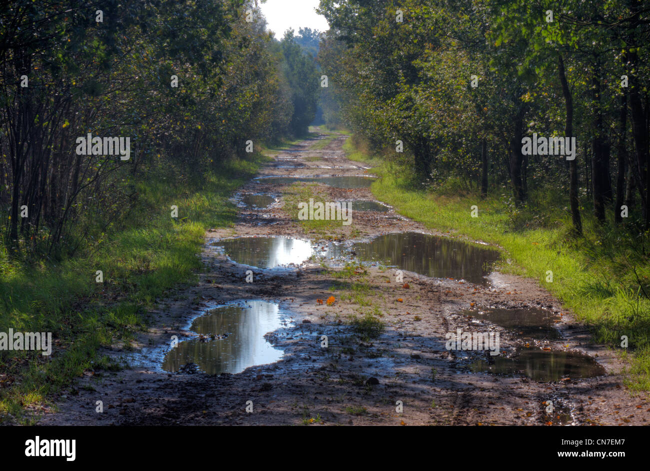 Muddy path puddles rain hi-res stock photography and images - Alamy