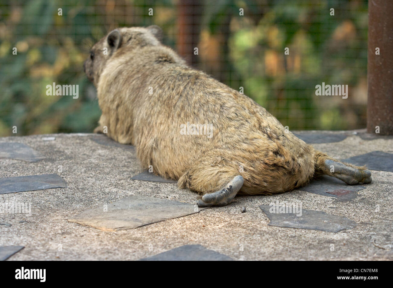 The Rock Hyrax (Procavia capensis), or Cape Hyrax,order Hyracoidea, new ...