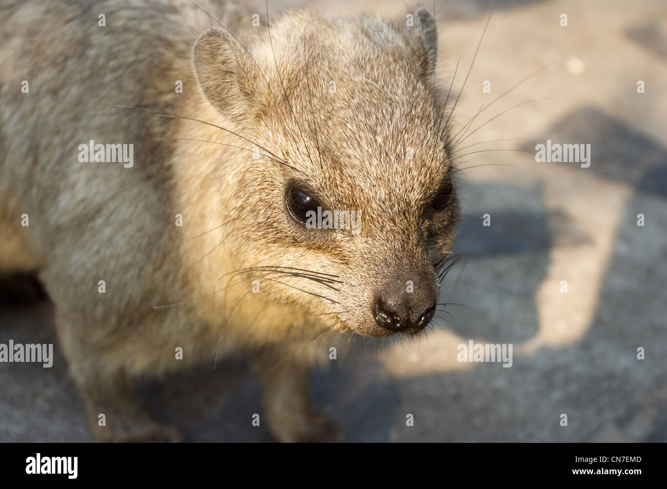 The Rock Hyrax (Procavia capensis), or Cape Hyrax,order Hyracoidea, new ...