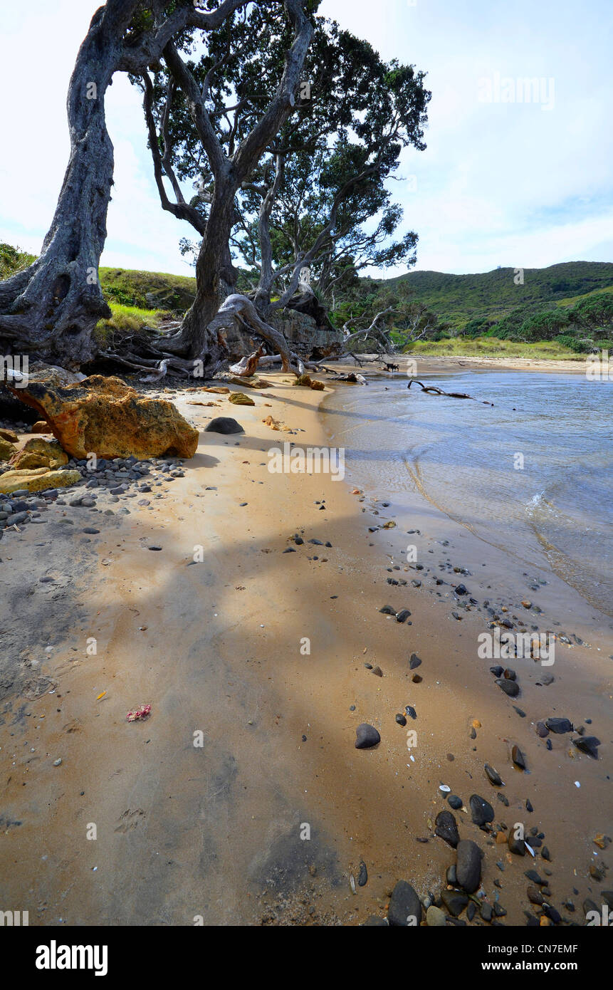 Okupu Bay, Great Barrier Island Hauraki Gulf, New Zealand Stock Photo ...