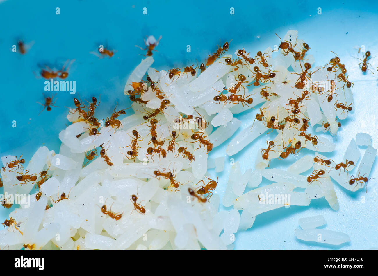 Fire ant hi-res stock photography and images - Alamy