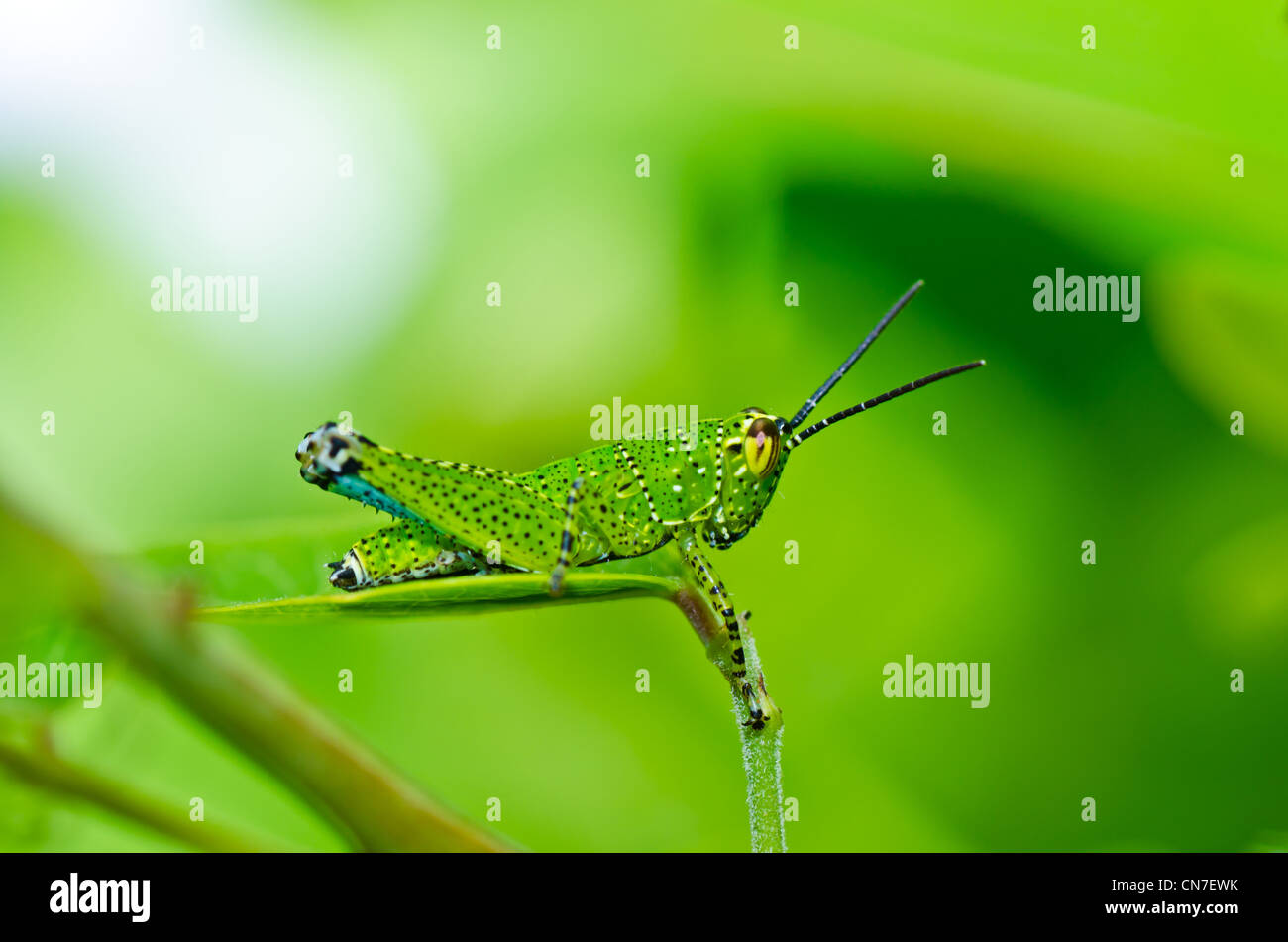 grasshopper in green nature or in the garden Stock Photo - Alamy