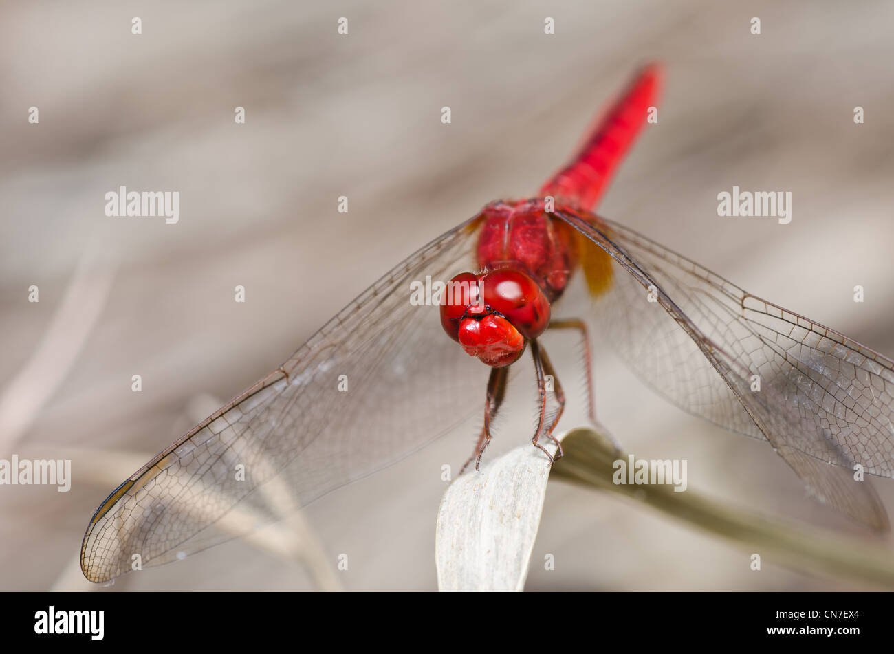 Dragonfly In Nature High Resolution Stock Photography and Images - Alamy