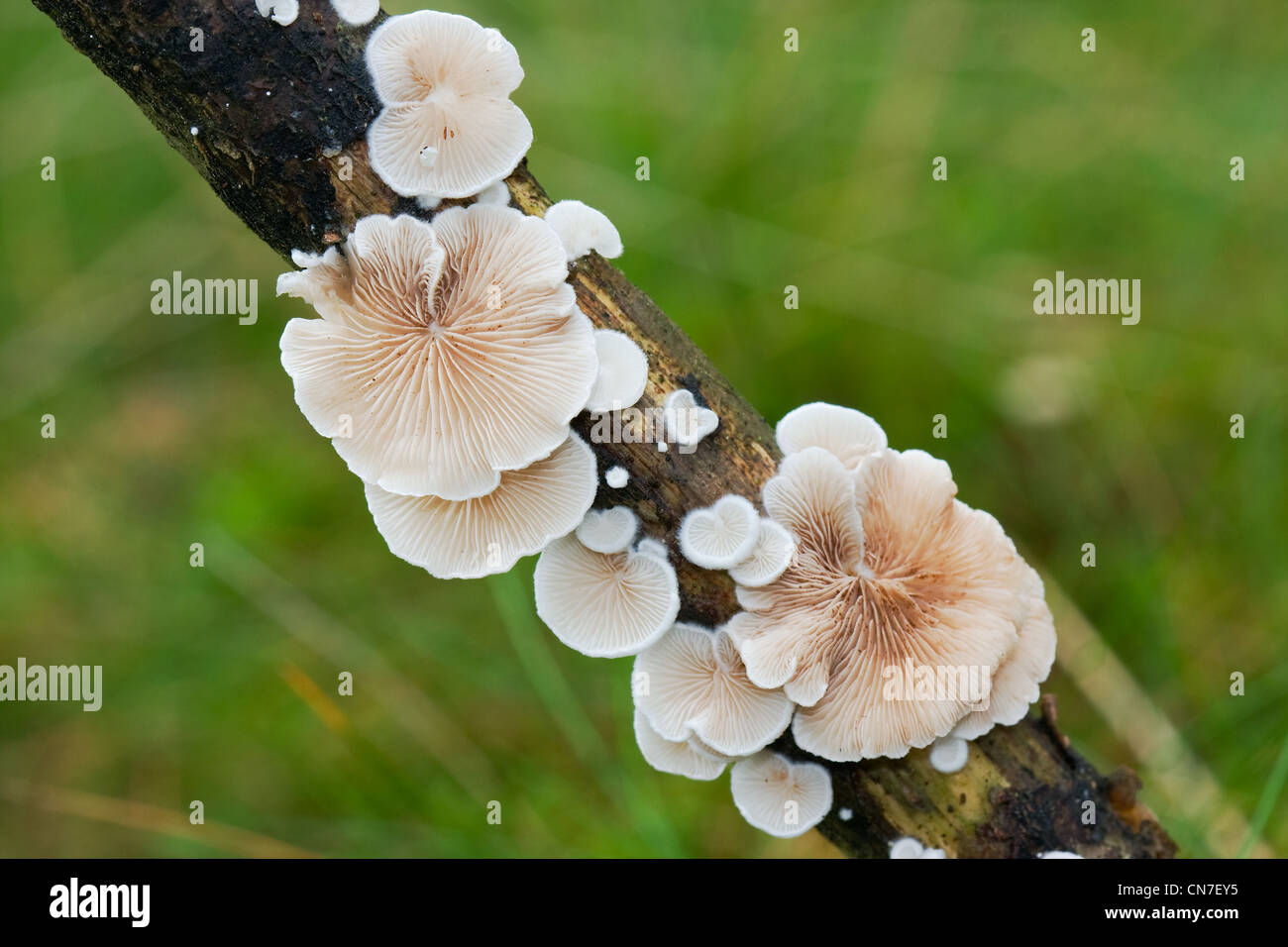 Split Gill (schizophyllum commune) on a dead branch Stock Photo - Alamy