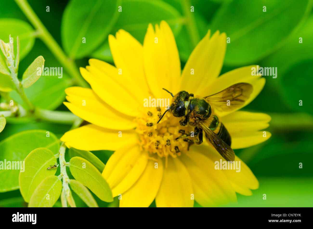 bee in green nature or in the garden Stock Photo - Alamy
