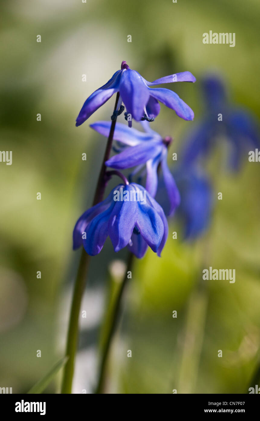 Wood squill scilla siberica perennial bulbous blossom garden spring ...