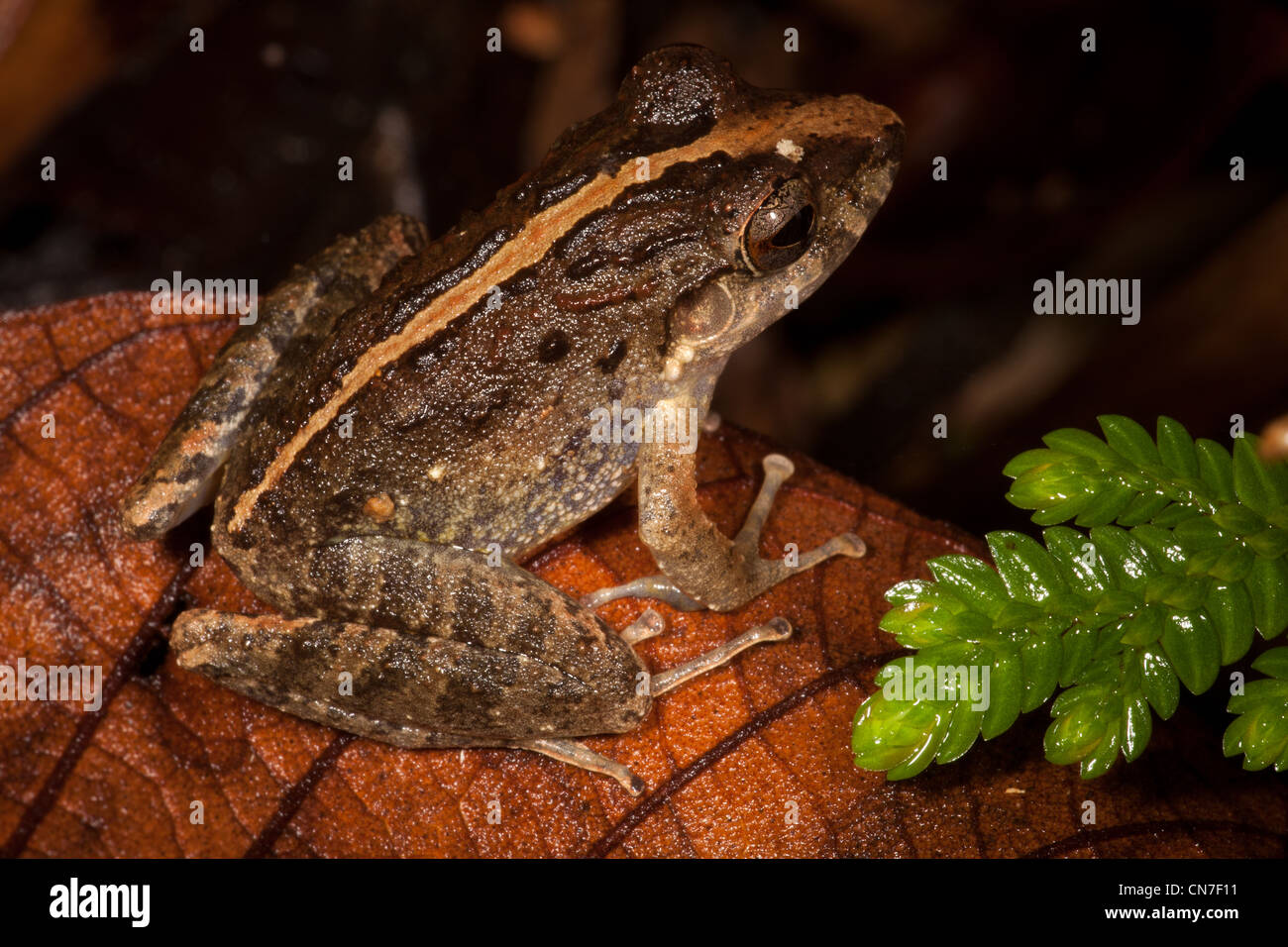 A small toad (unknown species), in the rainforest at Burbayar nature ...