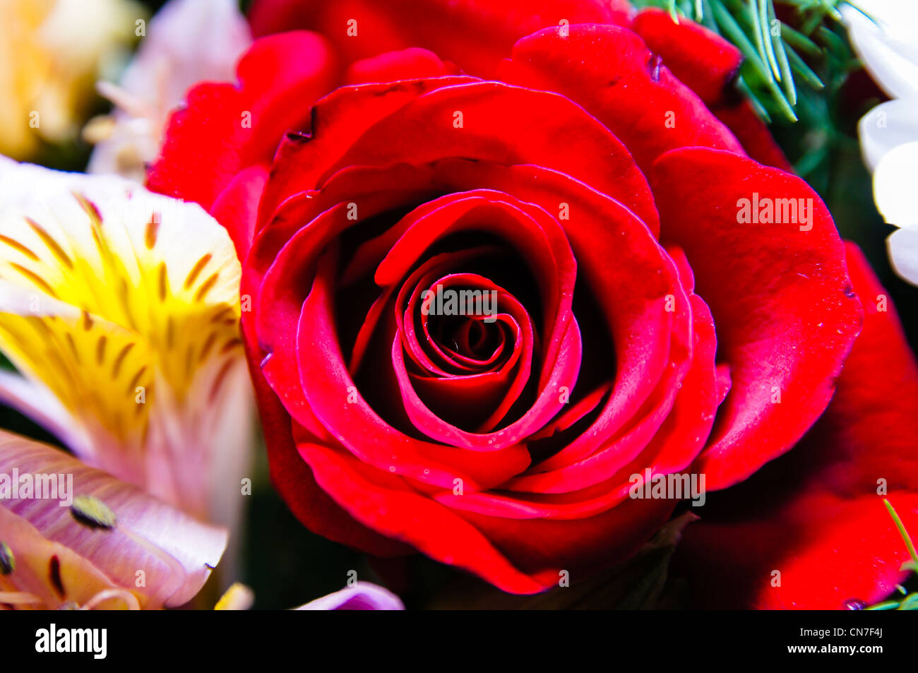 Flowers composition rose flower hi-res stock photography and images - Alamy