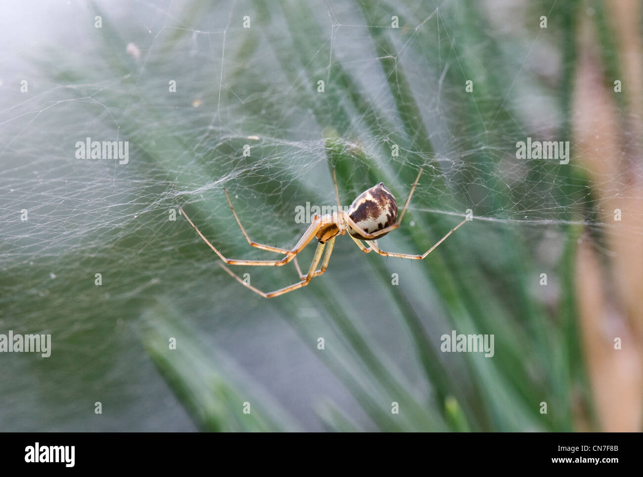 Sheetlike High Resolution Stock Photography and Images - Alamy