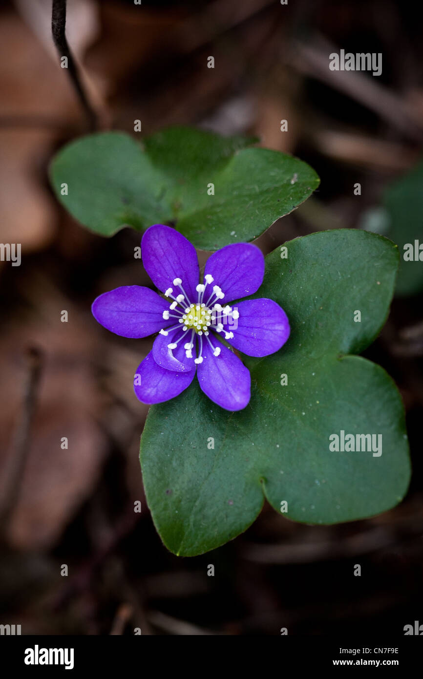 Hepatica nobilis common hepatica liverleaf common hepatica hi-res stock ...
