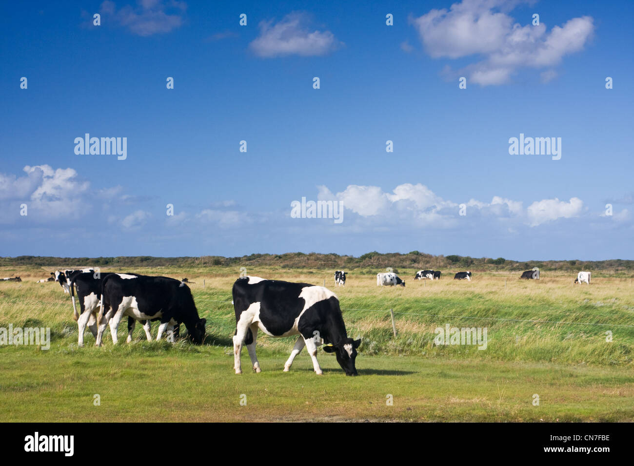 Holstein-Friesian cattle grazing on a salt marsh under a blue sky Stock ...