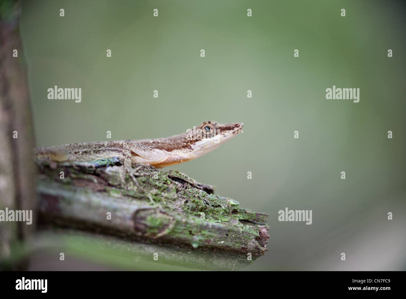 Anole lizard in the rainforest in Soberania National Park, Republic of ...