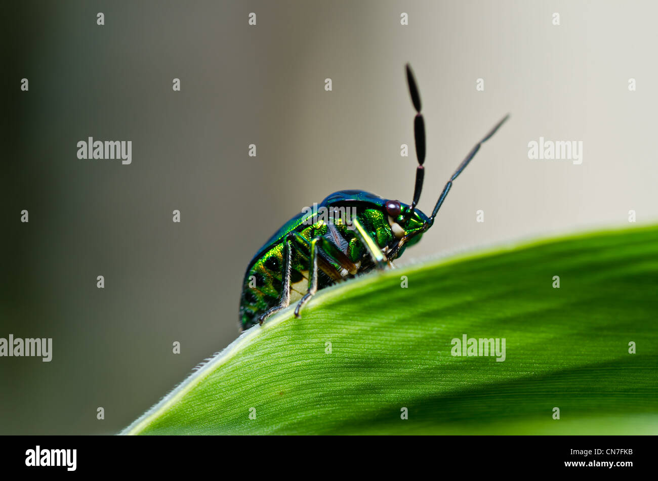 jewel beetle in green nature or in the forest Stock Photo - Alamy