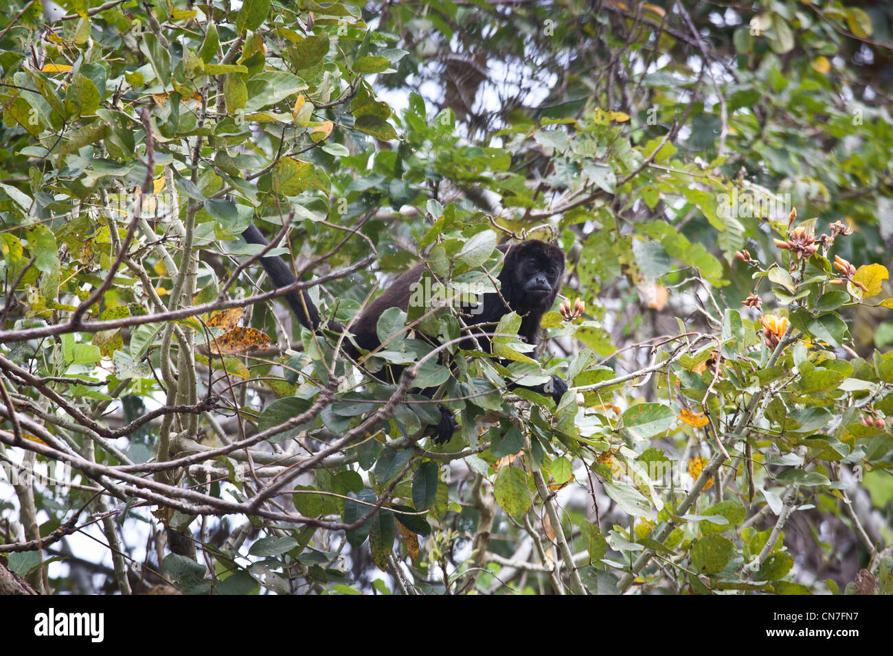 Mantled howler monkey, Alouatta palliata, in Soberania national park ...