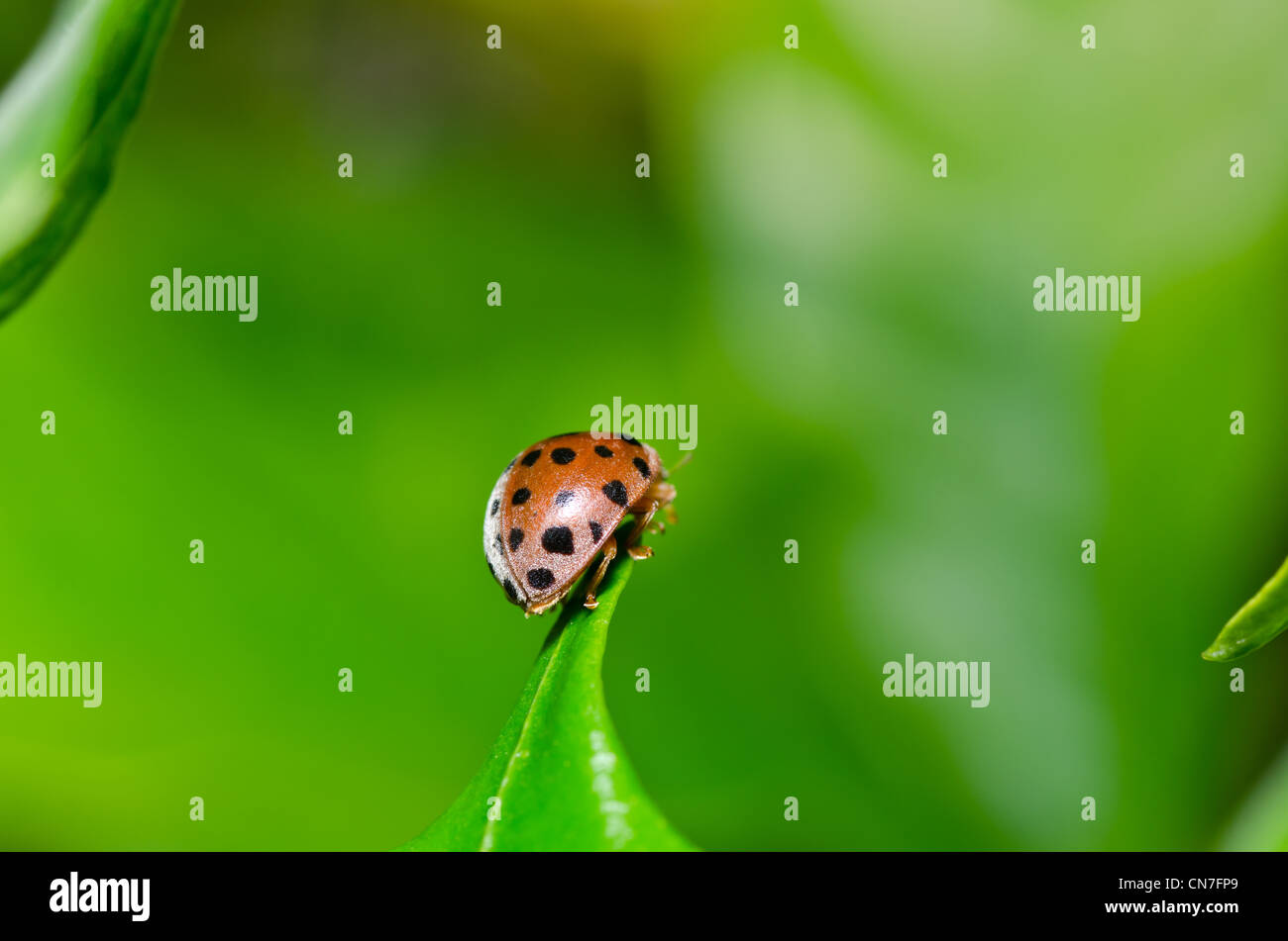 Ladybug in the garden hi-res stock photography and images - Alamy
