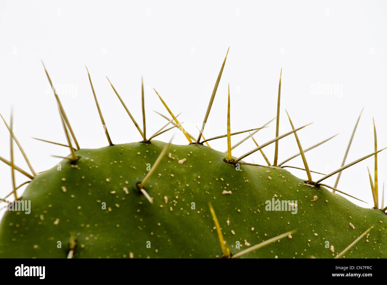 Close up of huge Cactus spikes in Spain Stock Photo - Alamy