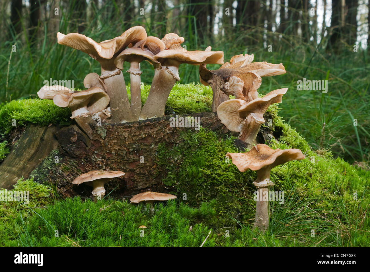 Gypsy Mushroom (Cortinarius caperatus), a very tasty mushroom, on a ...