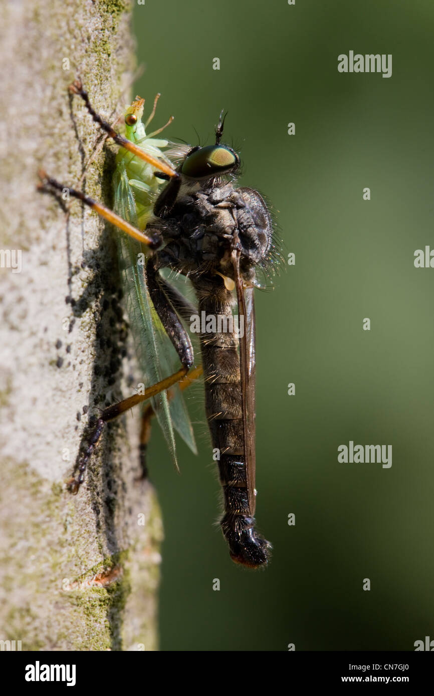 Biological control: a Robber Fly eating a Green Lacewing Stock Photo ...