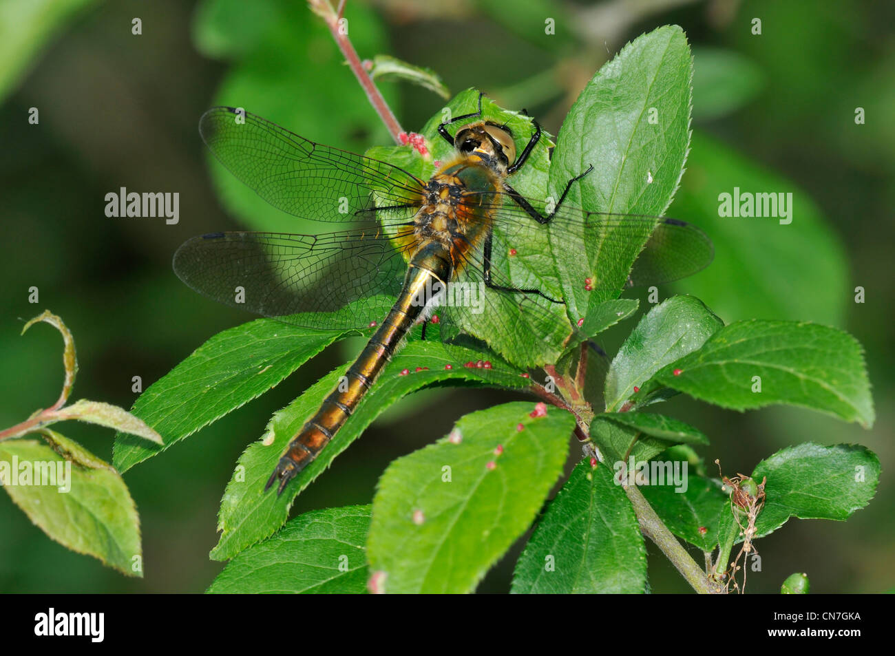 Downy Emerald Dragonfly - Cordulia aenea Female Stock Photo - Alamy