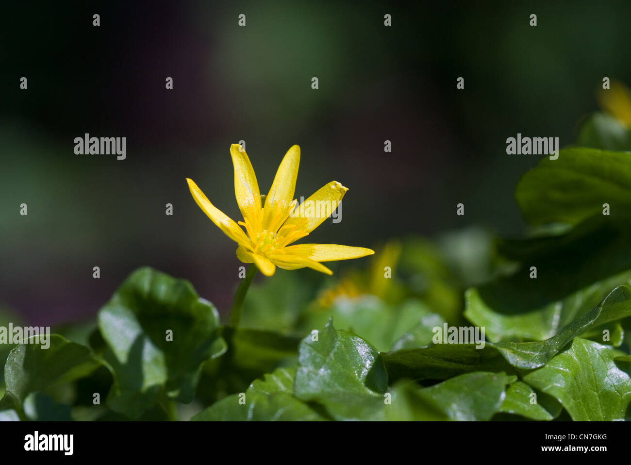 Ranunculus ficaria herb uncultivated head macro botany season blossom ...