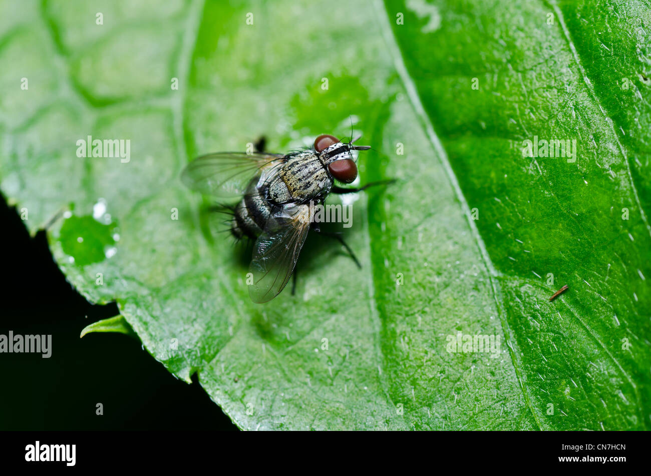fly in green nature or in the city Stock Photo - Alamy