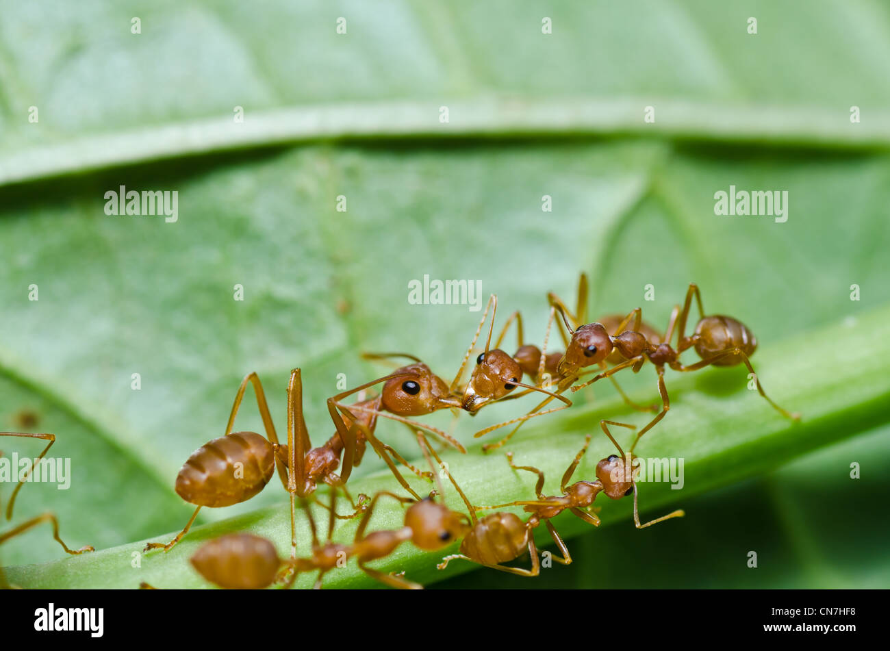 Red ants hi-res stock photography and images - Alamy