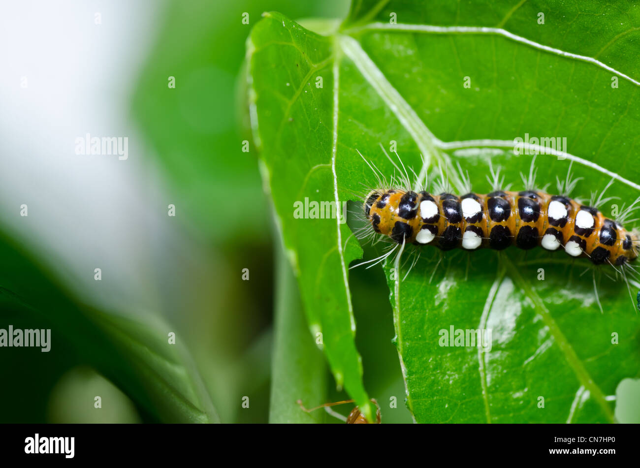 worm in green nature or in the garden Stock Photo - Alamy
