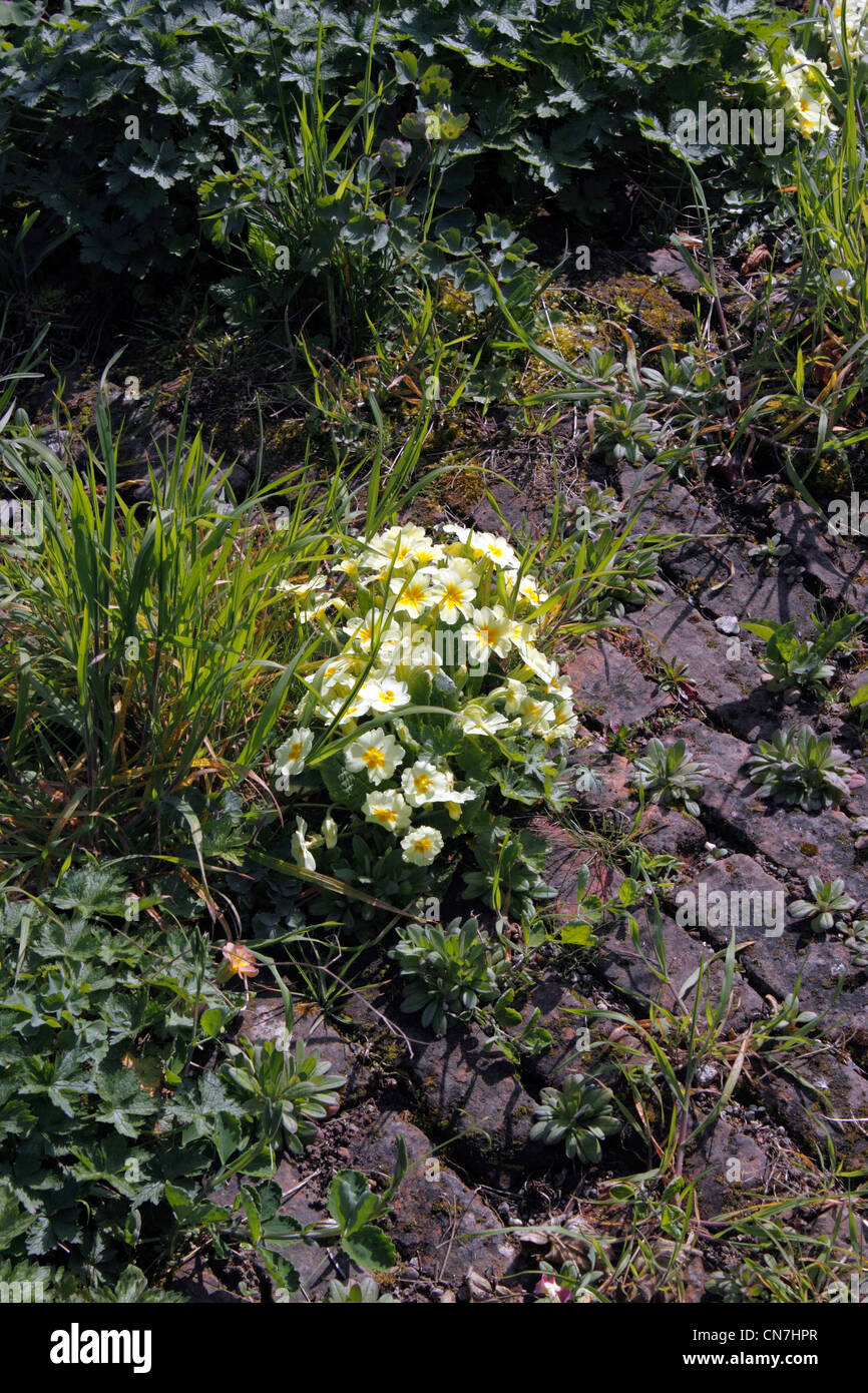 PRIMULA VULGARIS. WILD PRIMROSE Stock Photo - Alamy