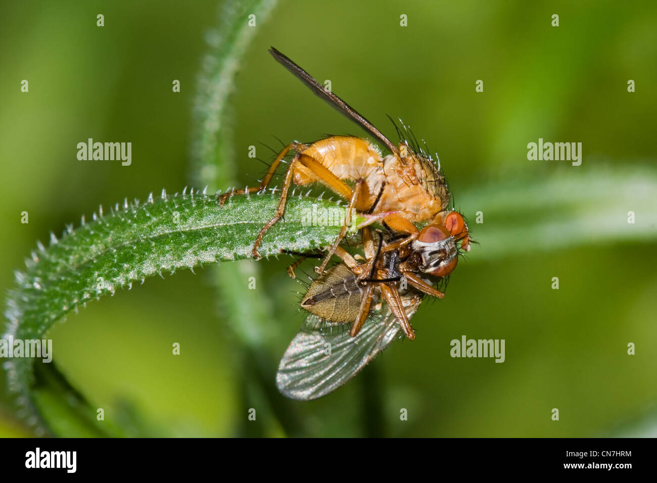 Biological control insects hi-res stock photography and images - Alamy