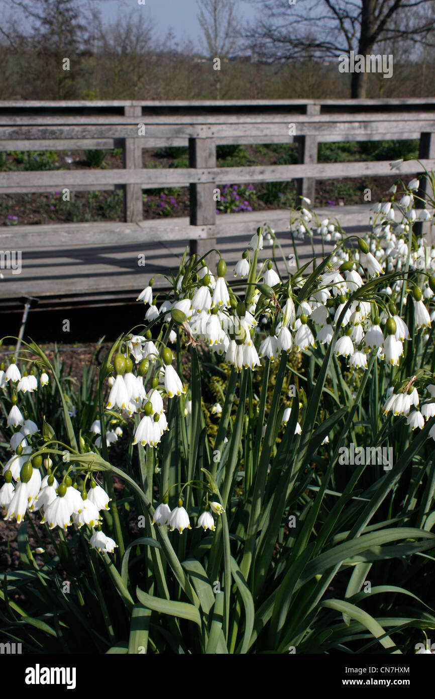 LEUCOJUM. SNOWFLAKE. GRAVETYE GIANT Stock Photo - Alamy