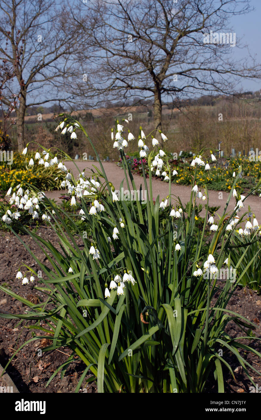 LEUCOJUM. SNOWFLAKE. GRAVETYE GIANT Stock Photo - Alamy