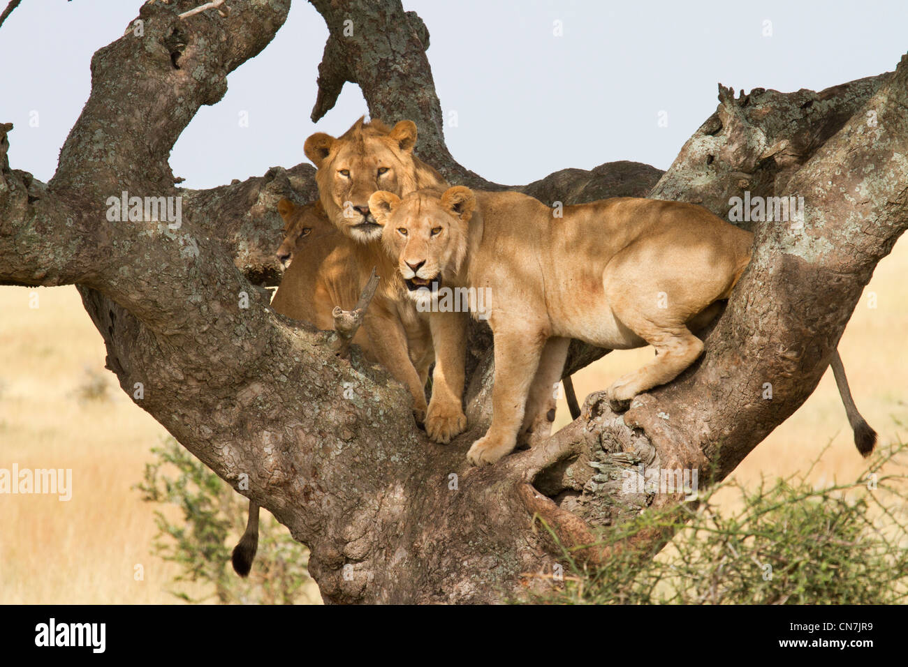 Three lions hi-res stock photography and images - Alamy