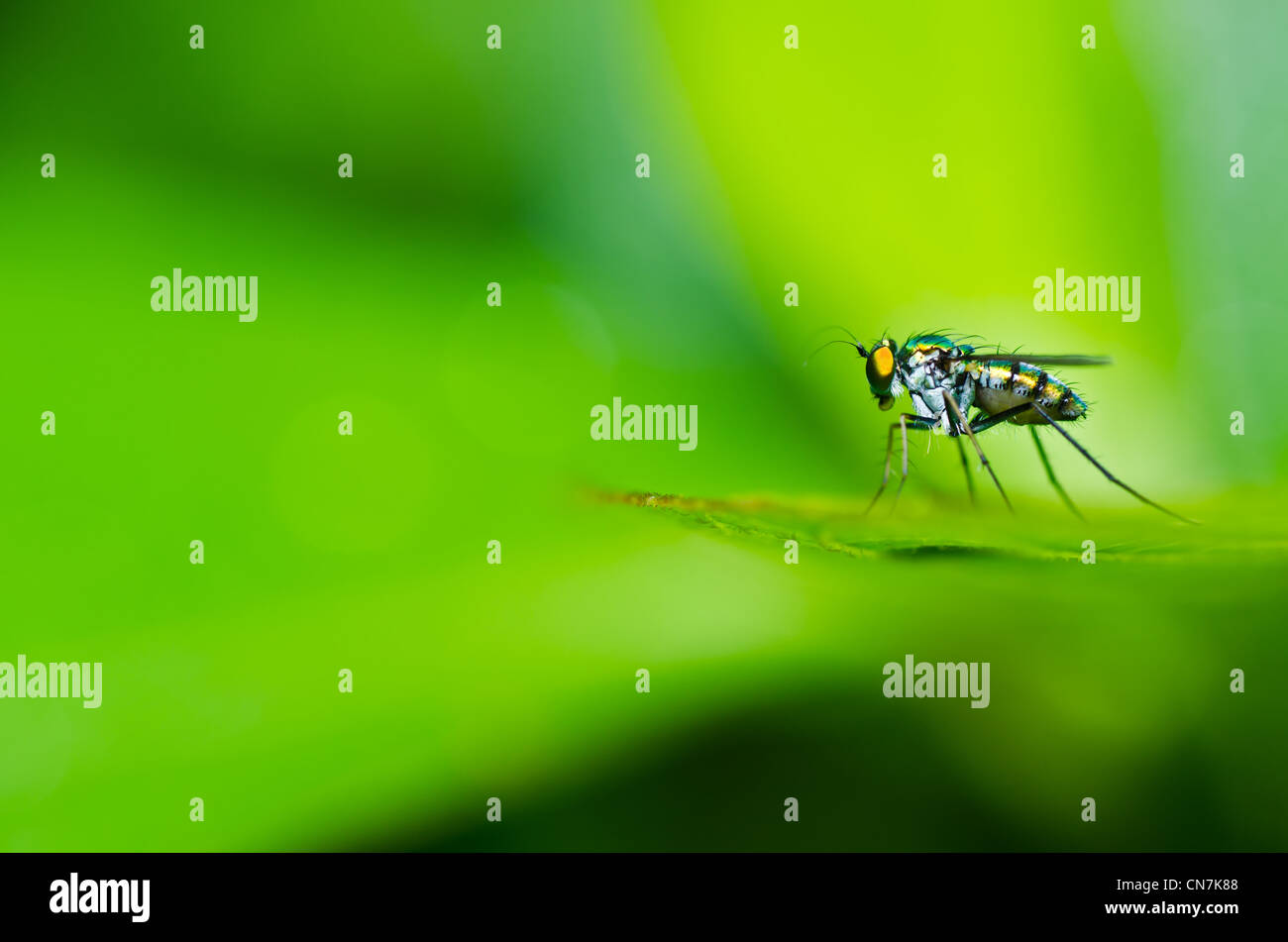 Long legs fly in hi-res stock photography and images - Alamy