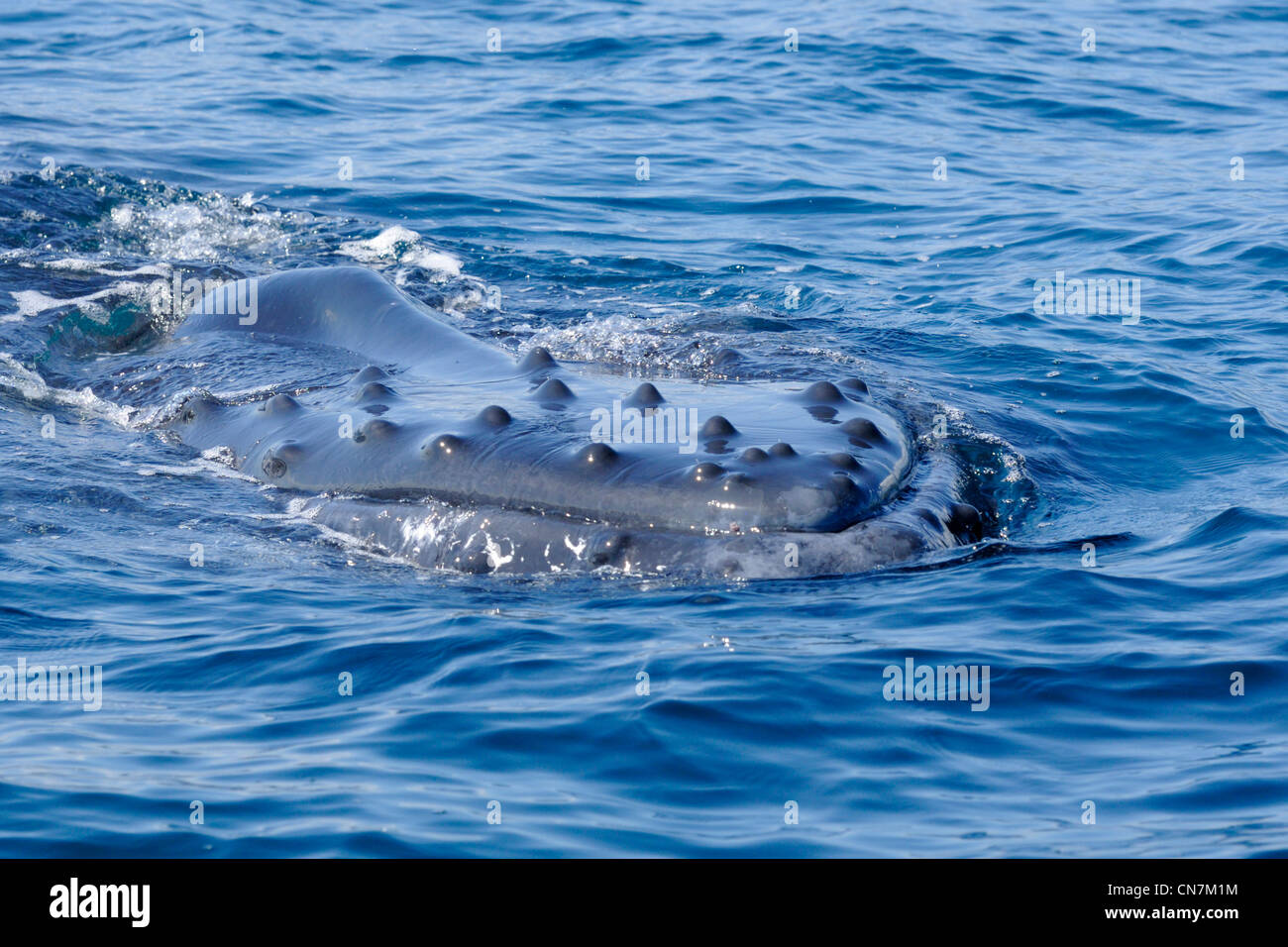 Whales dominican republic hi-res stock photography and images - Alamy