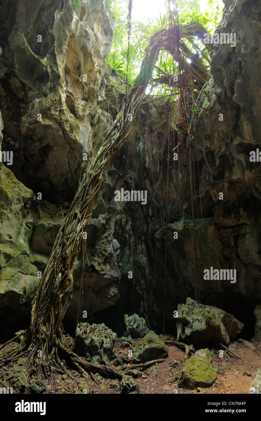 Dominican Republic, Samana peninsula, giant roots in Taino Cave in the ...