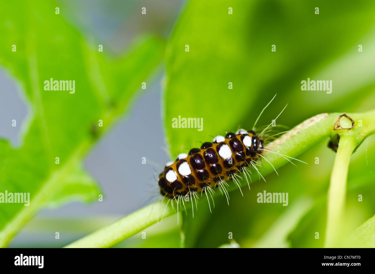 worm in green nature or in the garden Stock Photo - Alamy