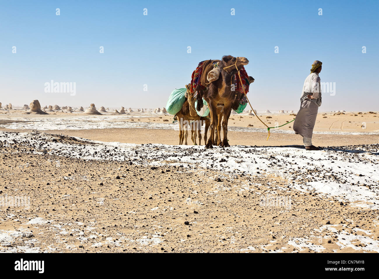 Egypt, Lower Egypt, Libyan desert, Bahareyya oasis, white desert , camels and camel driver Stock ...