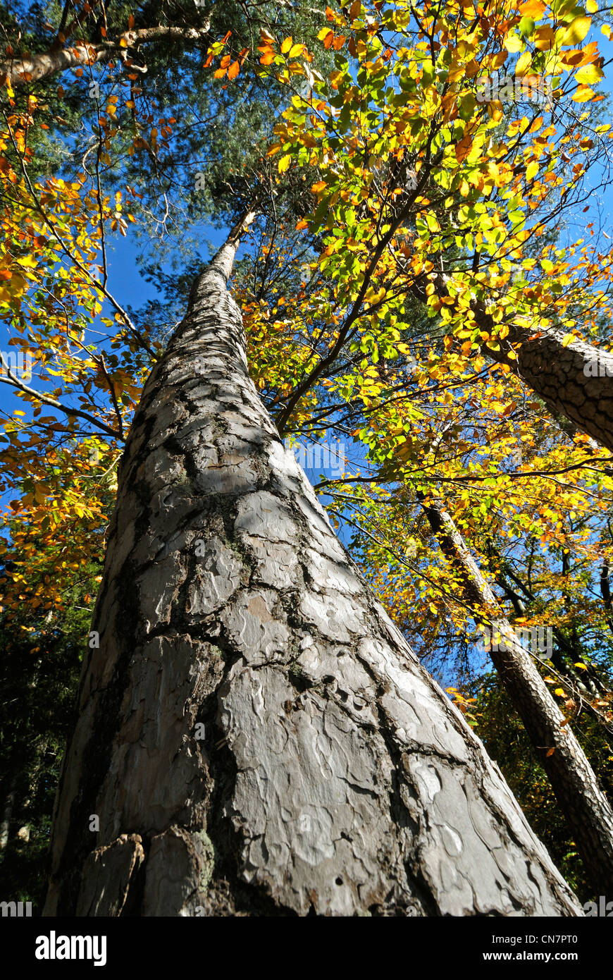 Pine beech hi-res stock photography and images - Alamy